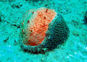 海绵动物门 Spongia 蓝色动物学（中国动物学科普）